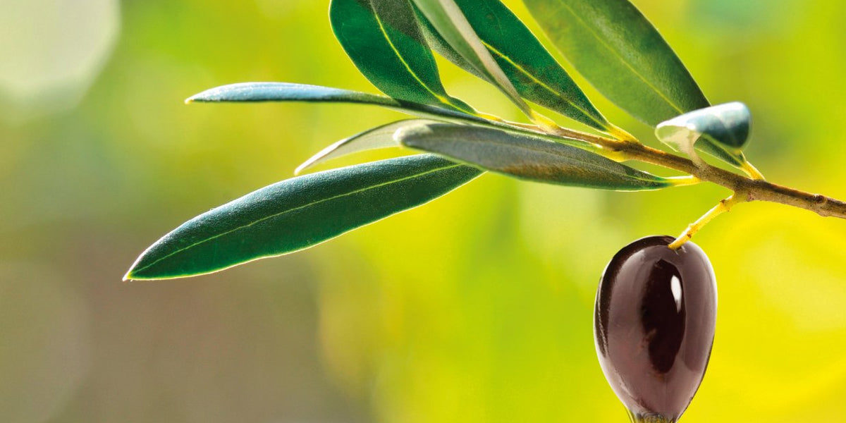 Why Grand Cru Olive Oil is Worth the Investment: A Guide to Premium Ex ...