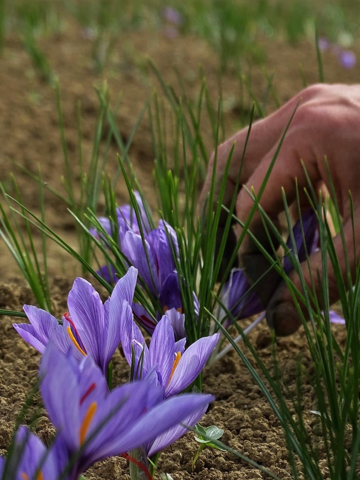 Why is saffron so expensive? | Read about Saffron on Red's Blog — Feast ...